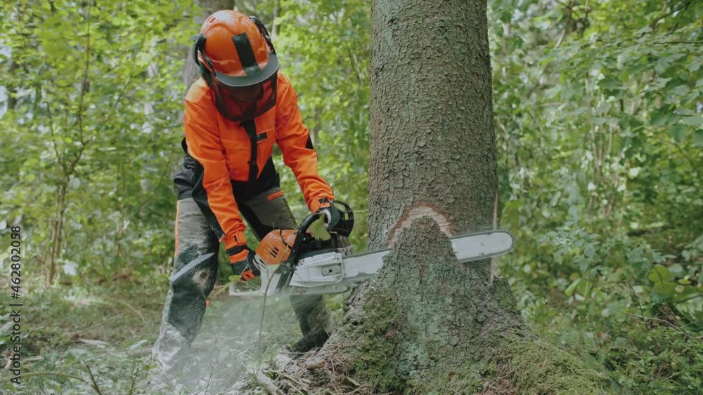 Woman logger in the forest, female specialist in protective gear cuts a ...