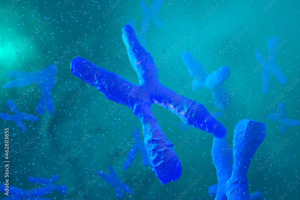 Chromosomes, 3D Rendering Stock Photo | Adobe Stock