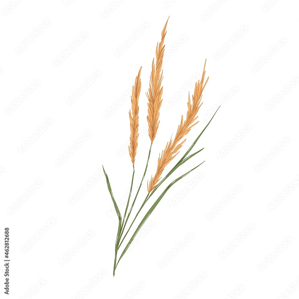 Reed grass, field plant with spikes. Botanical realistic drawing of ...