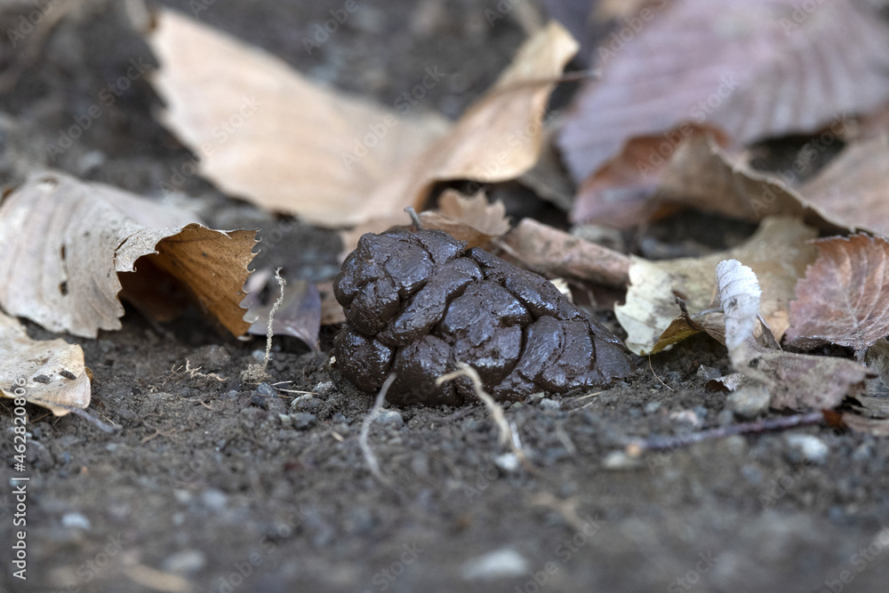 Wild boar pig poo in the forest Stock Photo | Adobe Stock