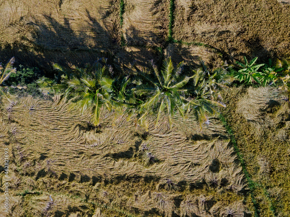 Indonesia, Bali, Aerial view of countryside rice paddies Stock Photo ...