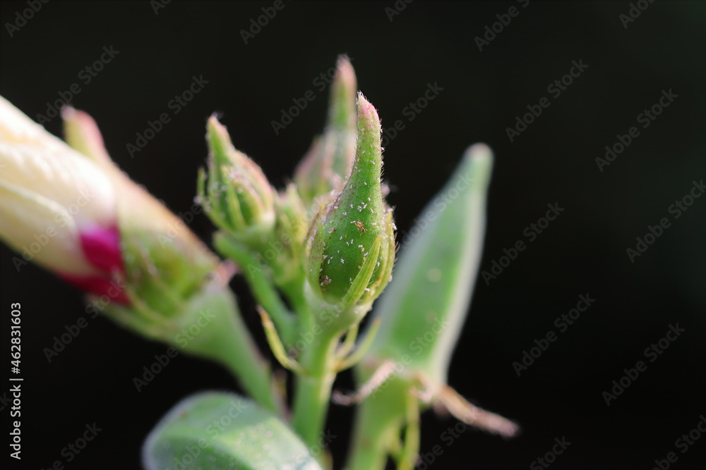 organic hybrid thai variety okra fruit or raw okra vegetable grows on ...