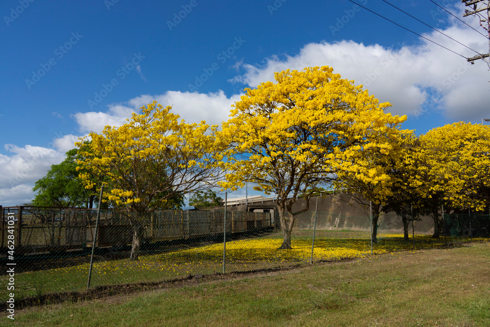 Bright golden yellow trumpet trees, tabebuia chrysotrica, bring colour ...