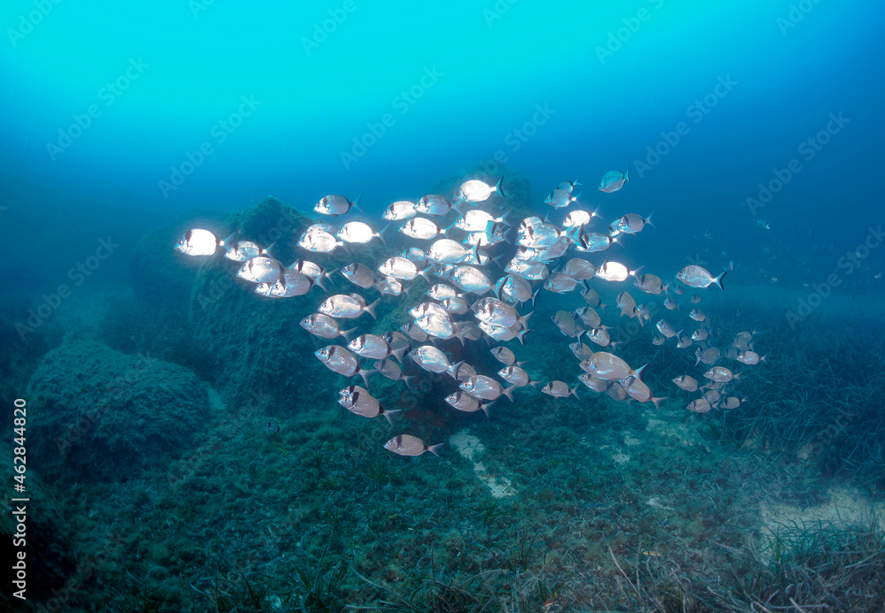 School of fish common bream swimming in sea, Calvi, Corsica, France ...