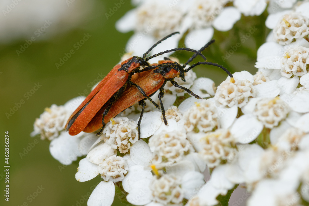 Net-winged beetle (Lygistopterus sanguineus) - mating Stock Photo ...