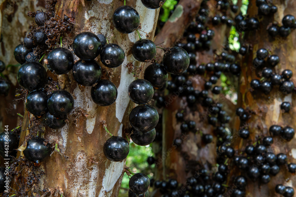 jabuticaba tree stalk loaded with fruit Stock Photo | Adobe Stock