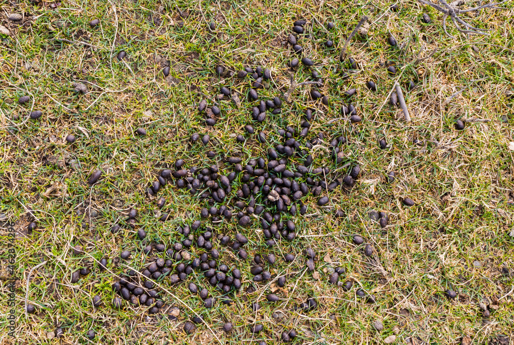 Sheep droppings in the grass. Sheep manure. Animal feces on the ground ...
