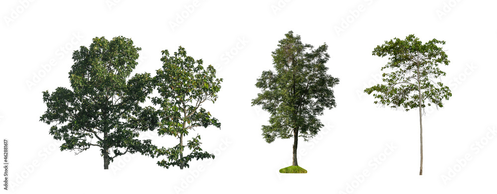 The collection of trees, Set of Isolated trees on white background ...