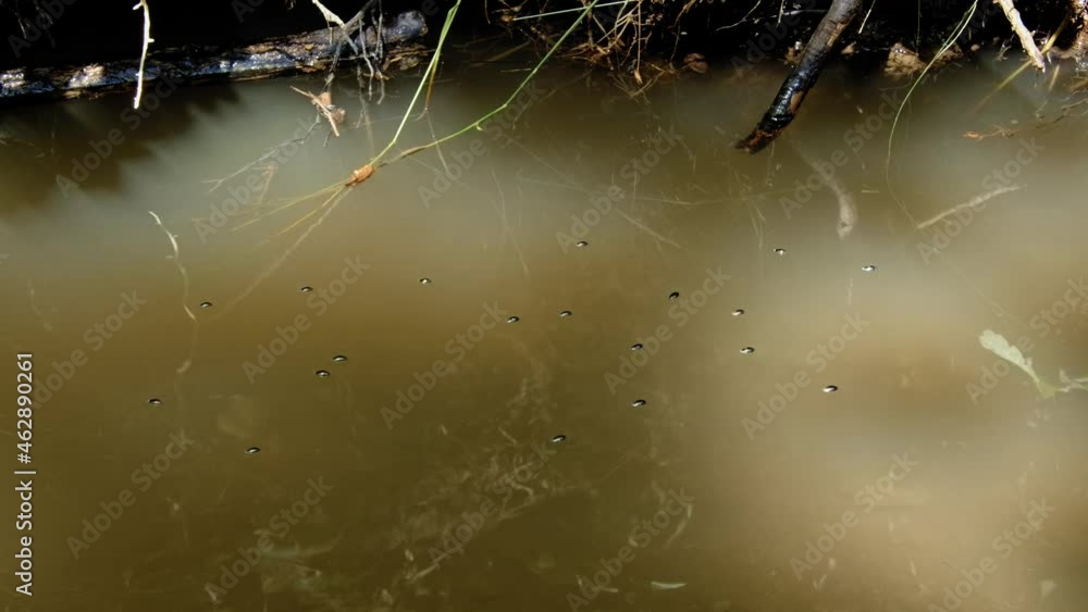 Whirligig beetle (Gyrinus natator) swimming in river, aquatic bugs ...
