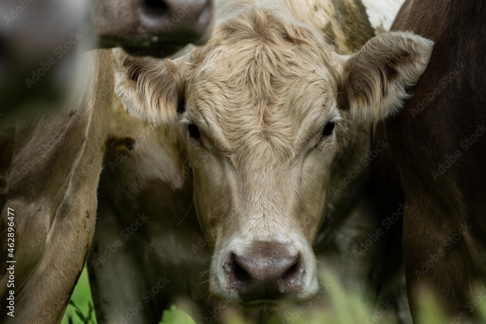 Beef cows and calfs grazing on grass in Australia. Eating hay and ...