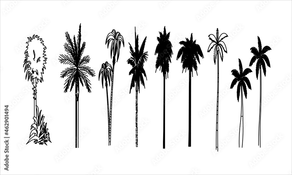 Mature coconut tree sketch vector design Stock Vector | Adobe Stock