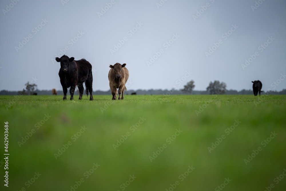 Big beef cows and calves grazing on grass in Australia, on a farming ...