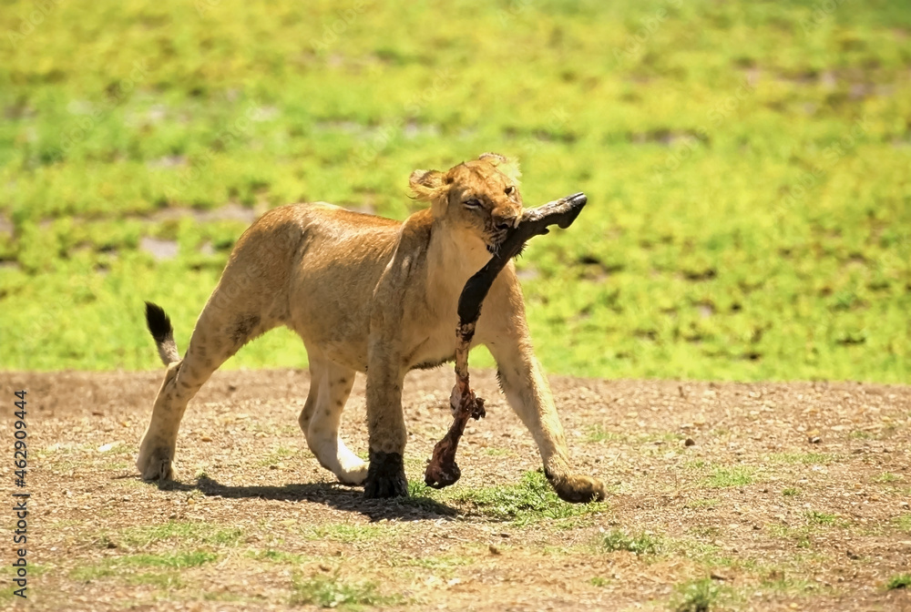Lion Panthera leo se disputent une proie en safari big five Afrique ...