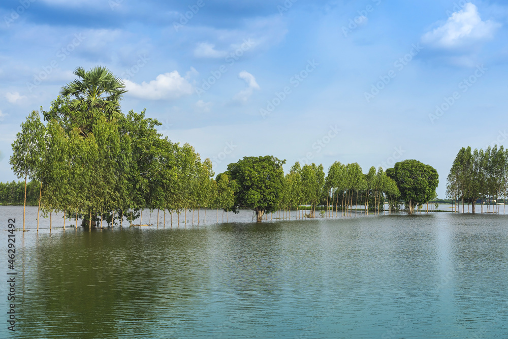 Scenic view of traditional flooded fields like a still lake on floating ...