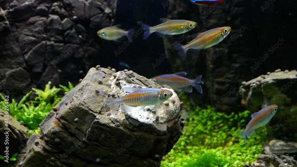 young male of Congo tetra, endemic of Congo river basin in Africa, swim ...