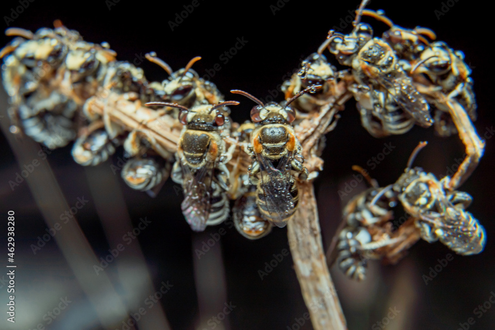 A swarm of Apis Trigona bees perch on a dry stem to rest Stock Photo ...