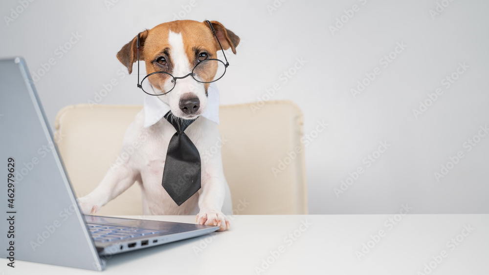 Dog jack russell terrier in glasses and a tie sits at a desk and works ...