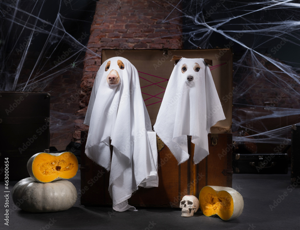 two dogs as a ghost for Halloween in an old chest . Festive mood, scary ...