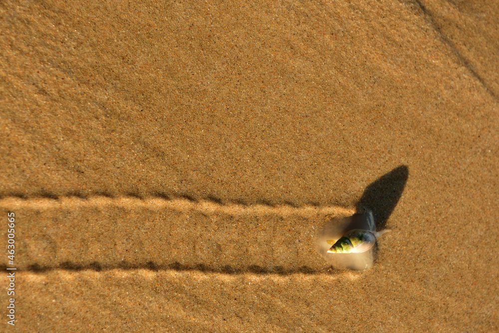 Bullia digitalis, the finger plough shell or plough snail, is a species ...