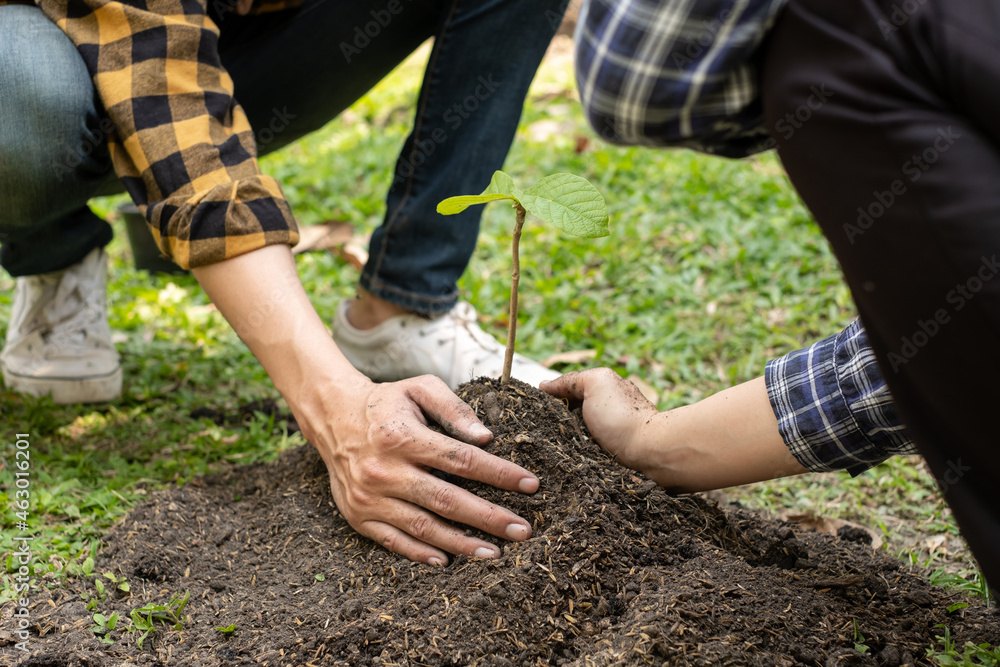 The hands of two people help each other are planting young seedlings on ...