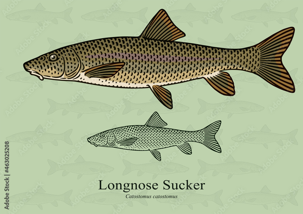 Longnose Sucker. Vector illustration with refined details and optimized ...