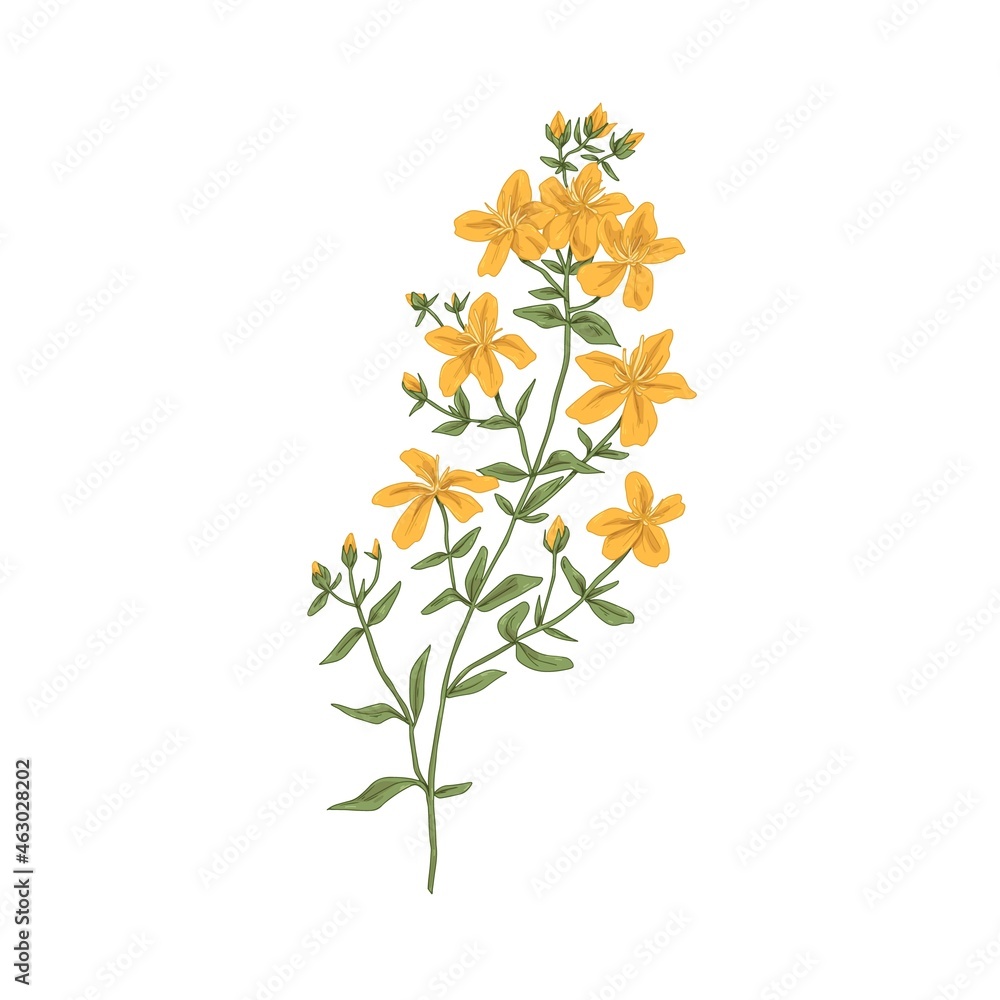 St. John's wort, medicinal herbal flower. Botanical retro drawing of ...