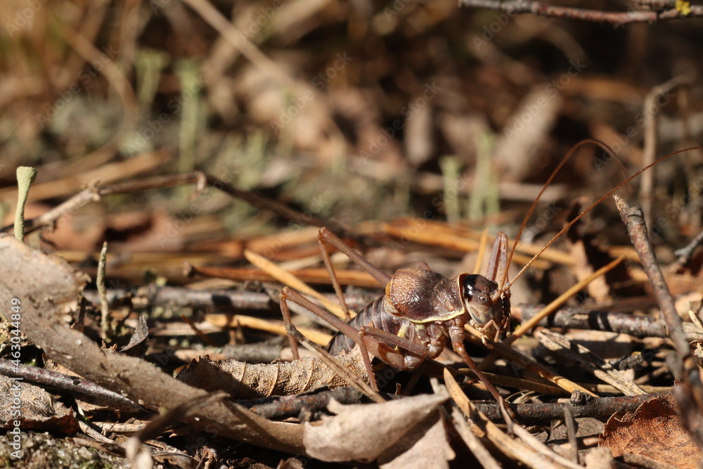 Locusts, acridas are several species of insects of the true locust ...