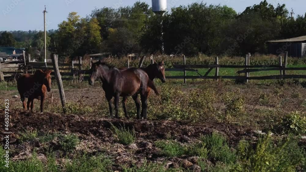 Horse farm breeding and animal husbandry. 4K Slow motion video of ...