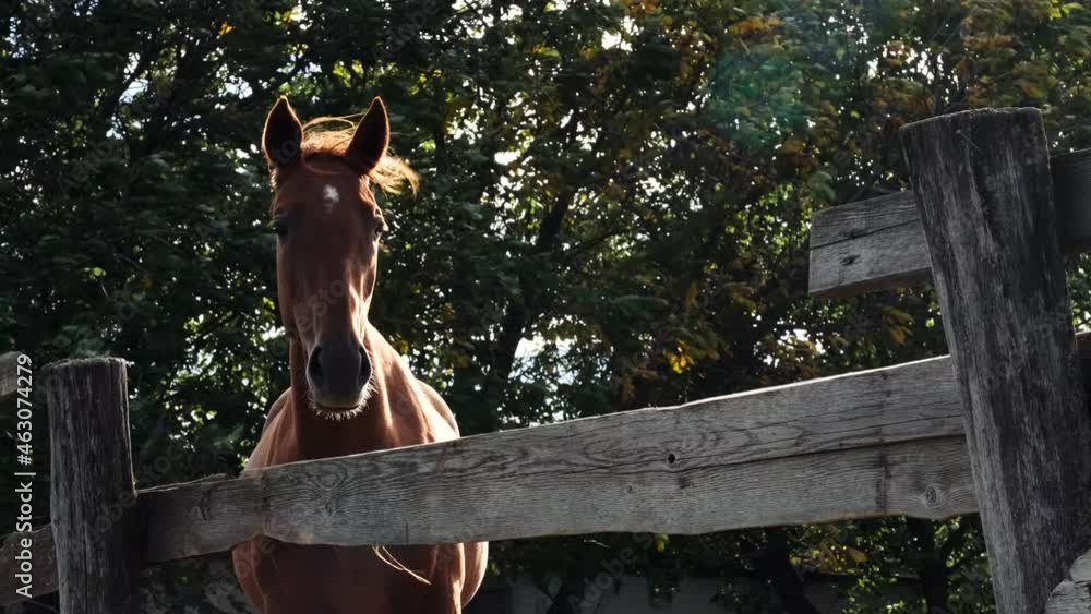 Horse farm breeding and animal husbandry. 4K Slow motion video of ...