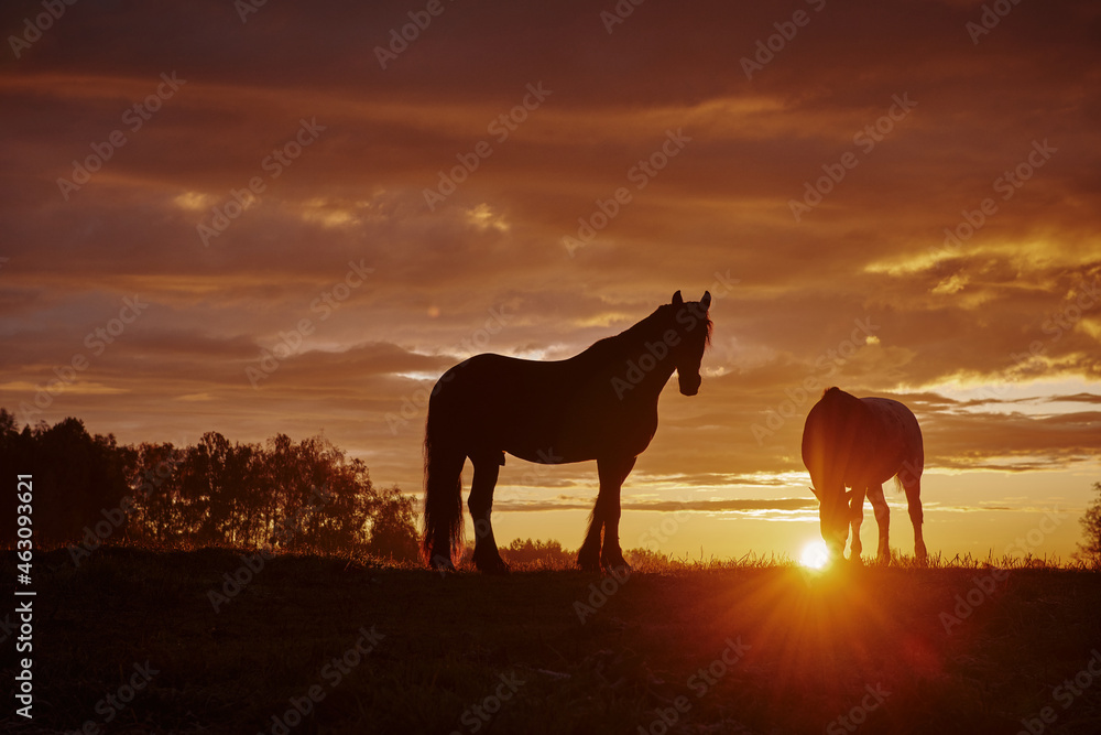 Horse in the sunrise. Horse in the sunset Stock Photo | Adobe Stock