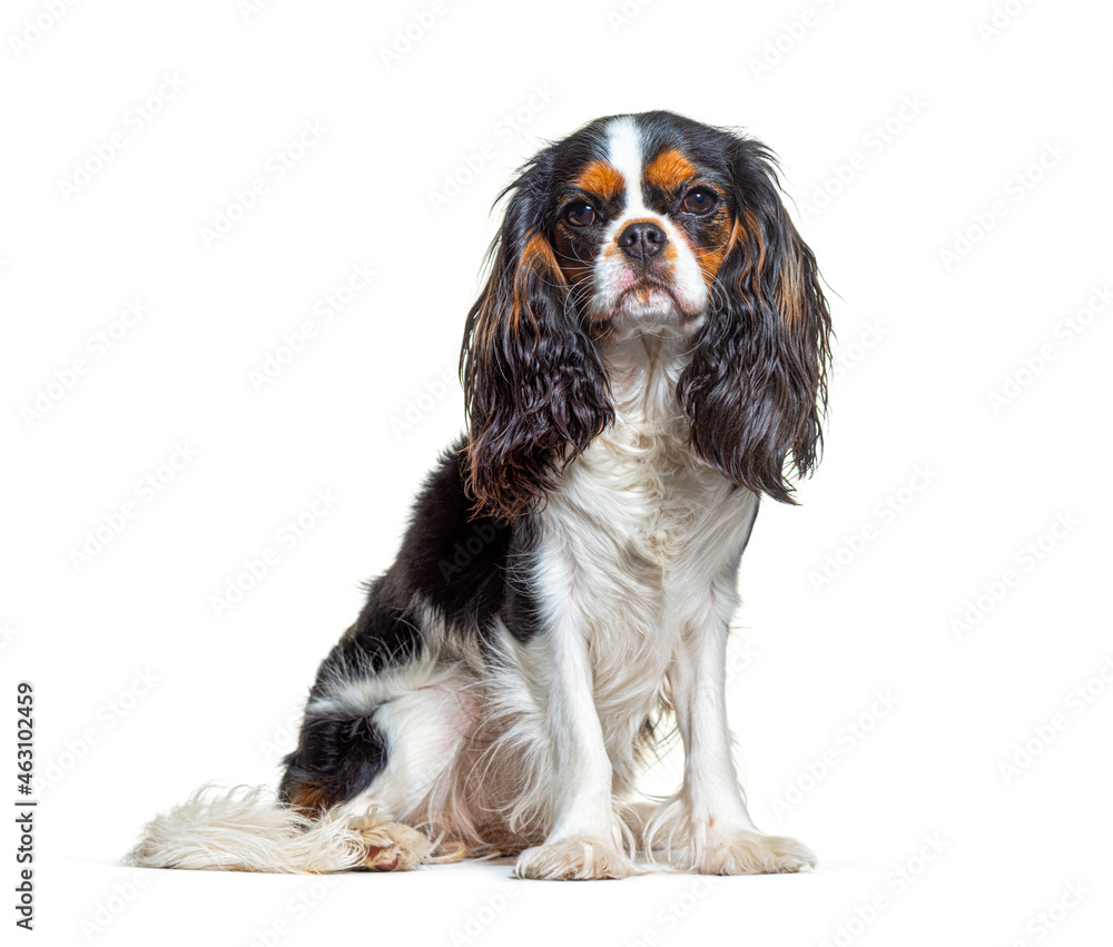 Tri-color Cavalier King Charles dog, sitting and facing at camera ...