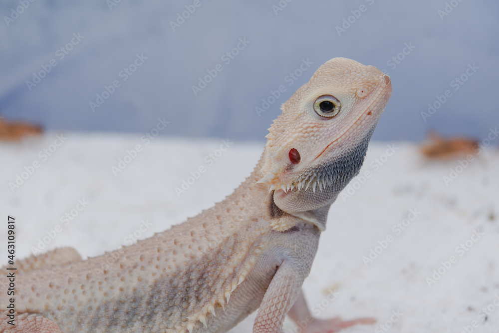 Bearded dragon albino(Pogona Vitticeps) is australian lizard with close ...