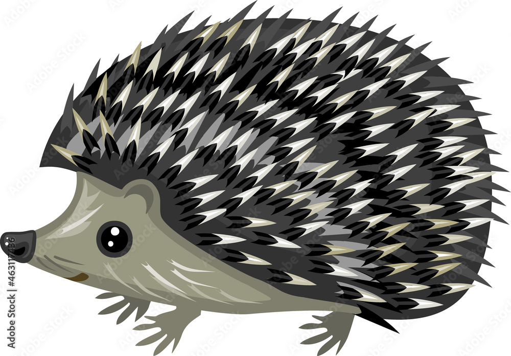 Cute cartoon hedgehog isolated on white background Stock Vector | Adobe ...