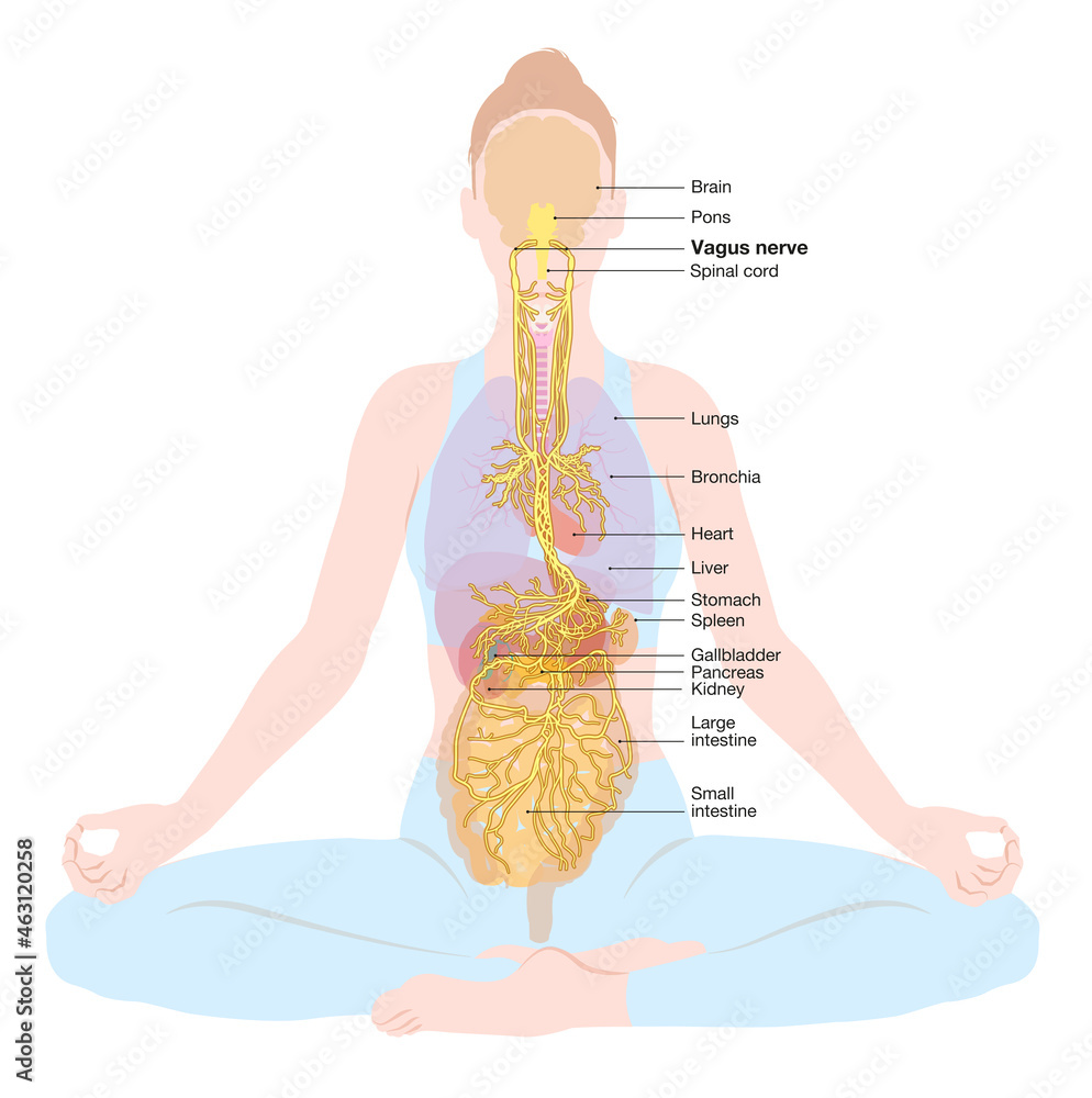Vagus nerve and human organs of a woman, illustration, labeled Stock ...