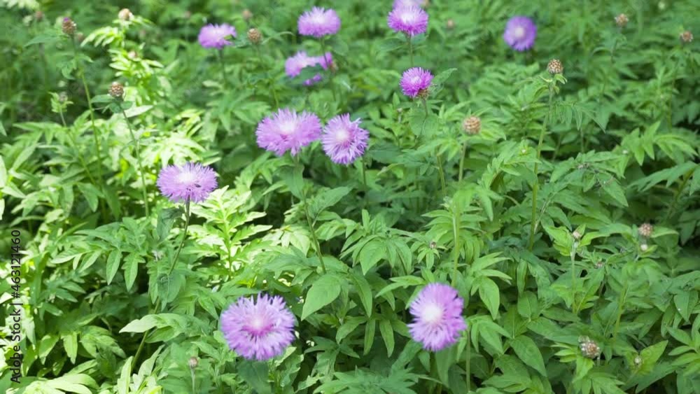 Purple wildflowers and green stems with leaves. Plants grow outdoors ...