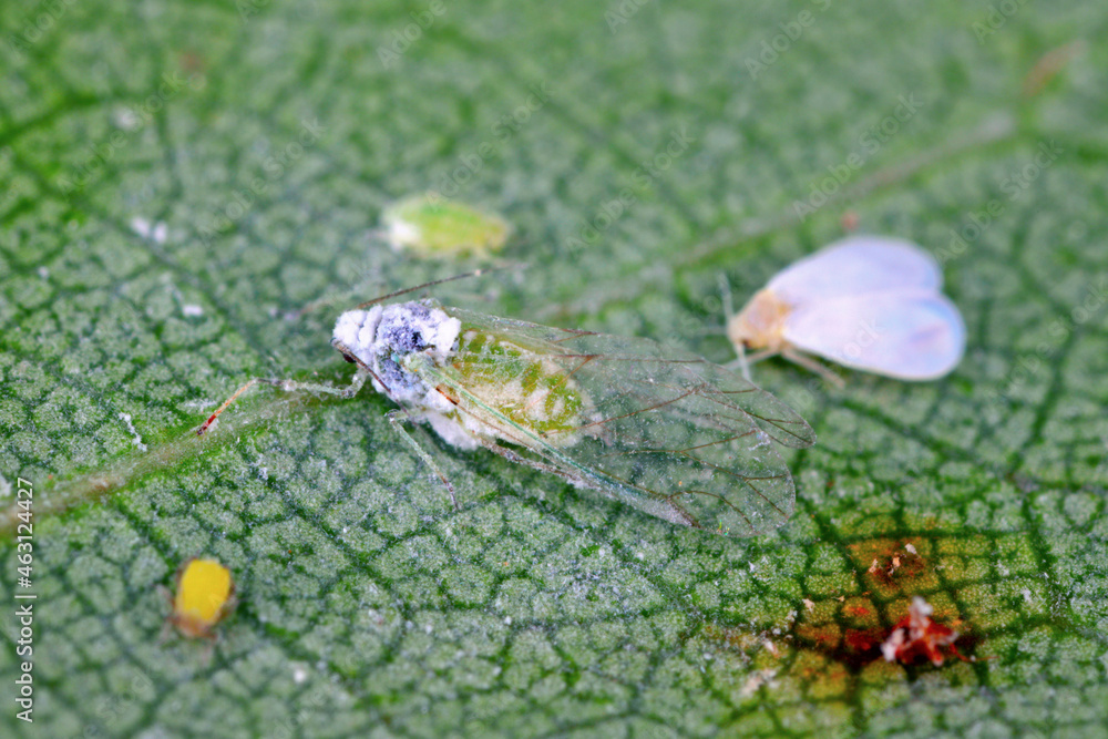 The ash whitefly, Siphoninus phillyreae and the mealy plum aphids ...
