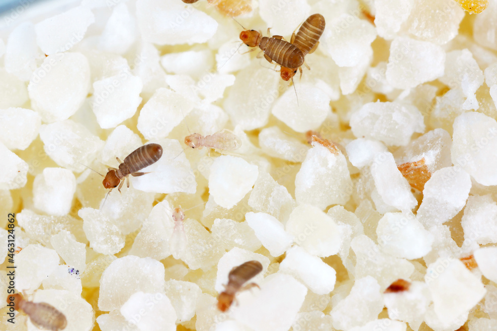 Psocids of the genus Liposcelis - Psocoptera - booklice, barklice or ...