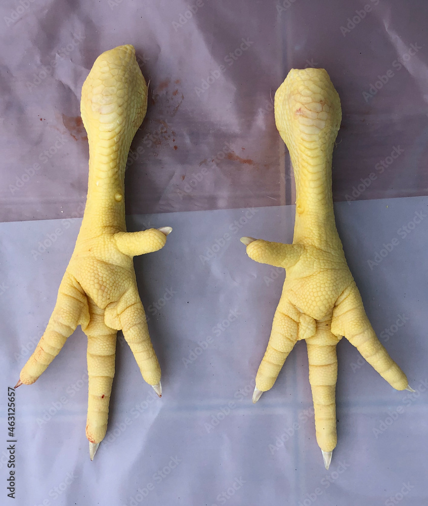 Pododermatitis or Bumble foot disease on chicken paws isolated on white ...