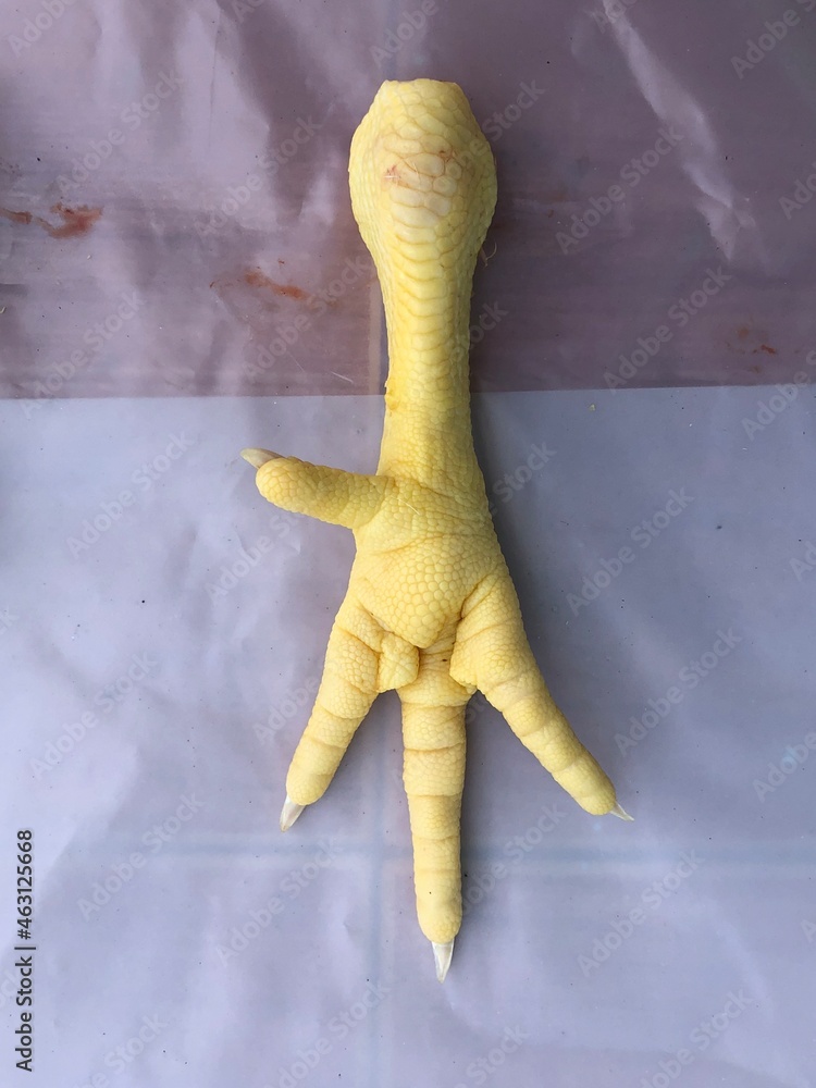 Pododermatitis or Bumble foot disease on chicken paws isolated on white ...