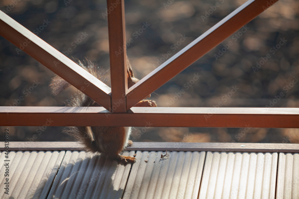 Red squirrel hides behind veranda fence on its hind legs Stock Photo ...
