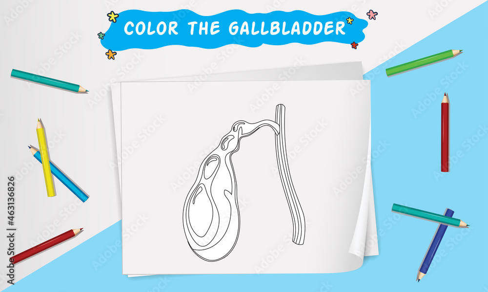 Color The Gallbladder - Human Internal Anatomy Coloring Page Stock ...