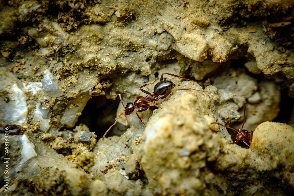 Cross Section Cement Anthill Stock Photo | Adobe Stock