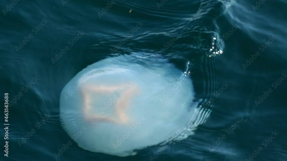 Vidéo Stock Close-up of a Rhizostoma pulmo, also known as barrel ...
