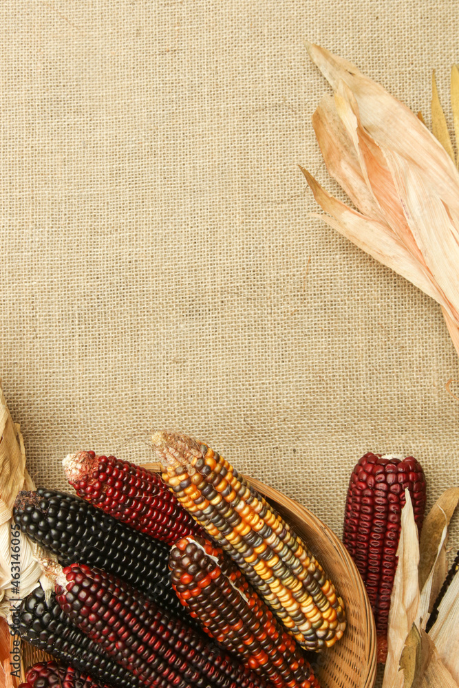 Decorative Indian corn on yuta fabric background. Multi Colored flint ...