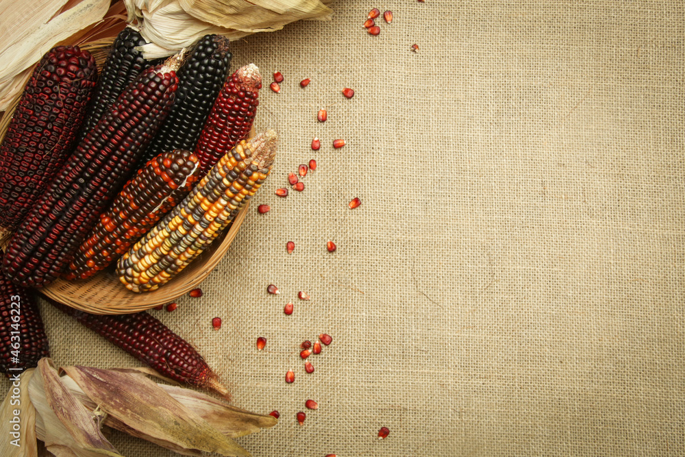 Decorative Indian corn on yuta fabric background. Multi Colored flint ...