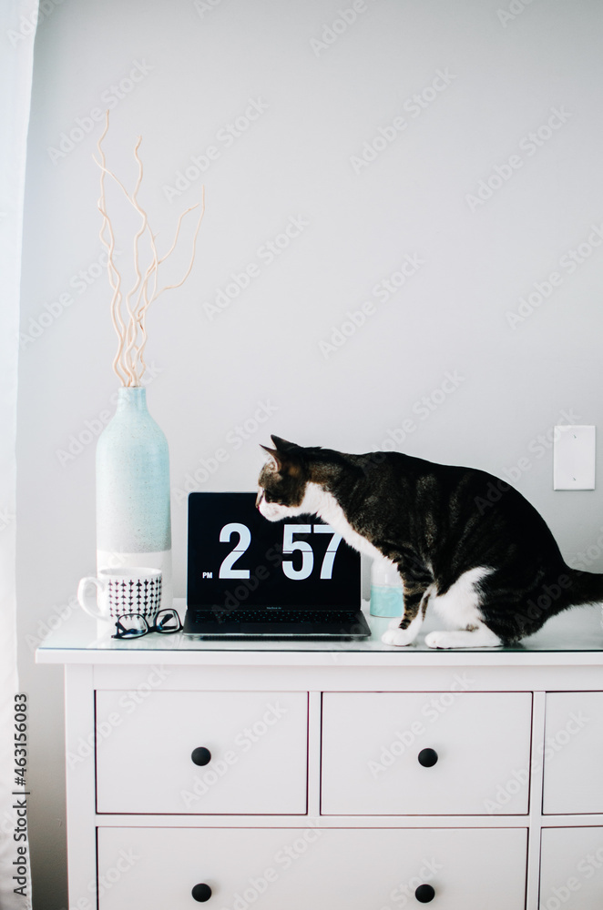 Cat on minimalist work from home desk setup including laptop and ...