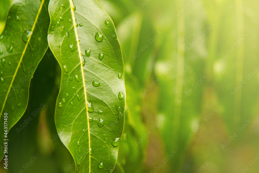 Green leaf with water drops. Large beautiful drops of transparent rain ...