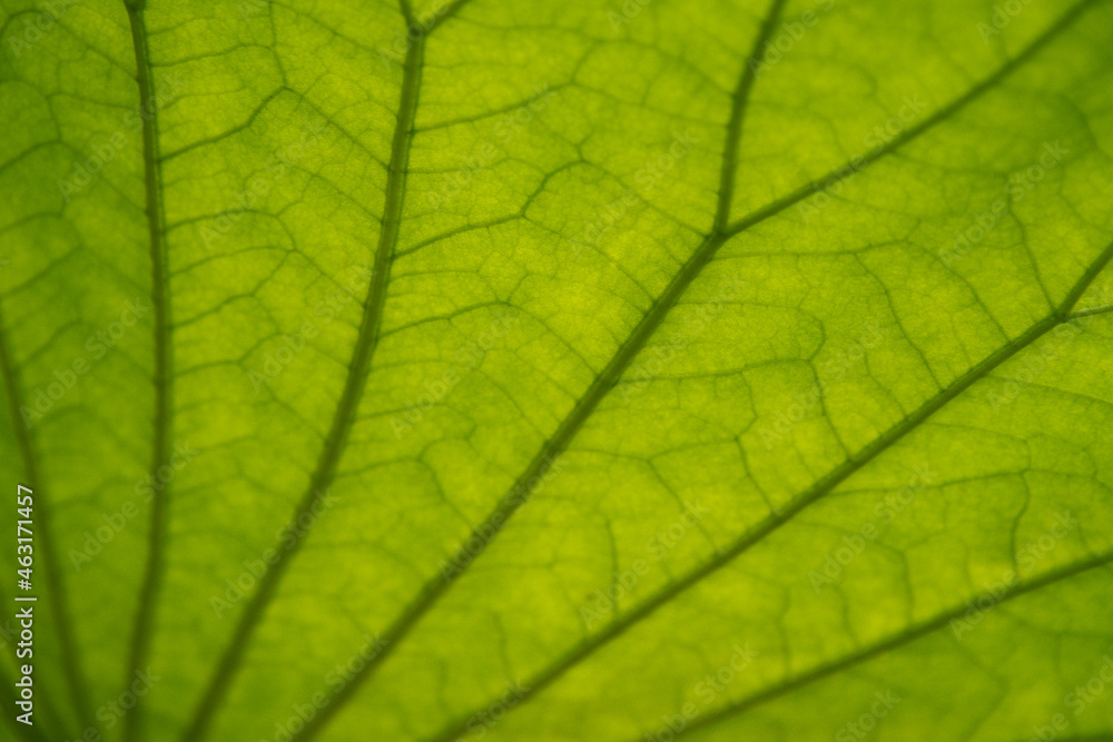 Abstract green nature background. Green texture of tropical plant leaf ...