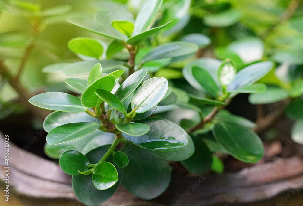 Ficus annulata, Banyan Tree.It is an air purifying plant that is easy ...