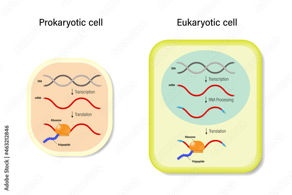 Prokaryotic And Eukaryotic Cells Diagram